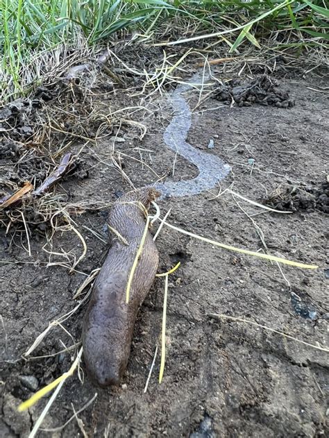 Unit Slug R Absoluteunits