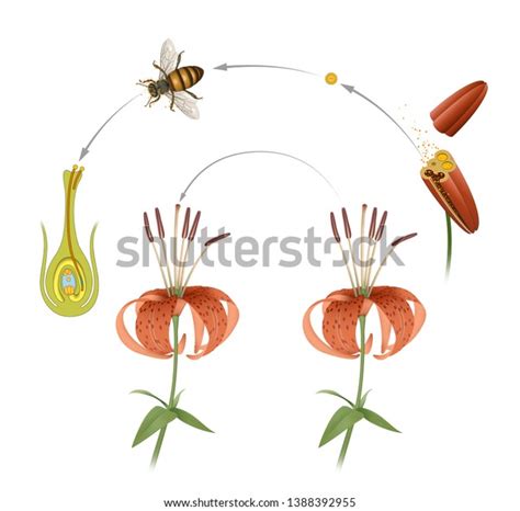 Pollination Sexual Method Reproducing All Plants Stock Illustration Shutterstock