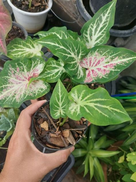 💥บอนสีเบบี๋ราคาถูก กระถาง 4 ️เพชรพันล้าน ️มัฆวานรังสรรค์ ️เงาะถอดรูป ️สหัสะเดชะ ️ง้าวกวนอู ️กว