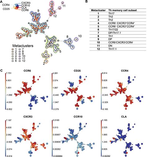 Unbiased Clustering Of Memory T Helper Cells Using Flowsom Algorithm