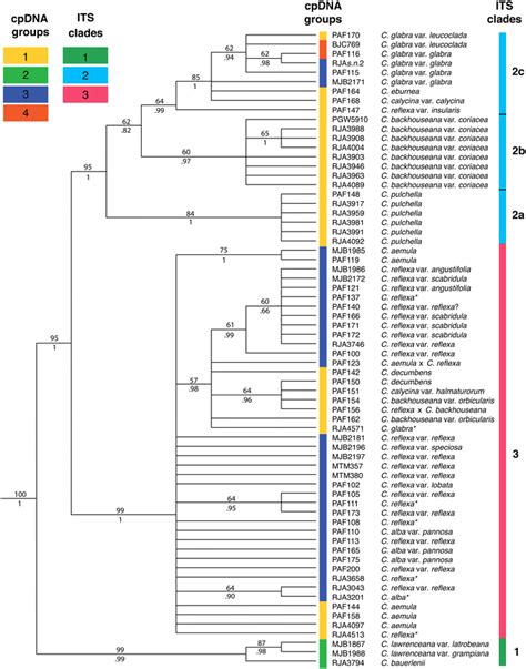 Strict Consensus Tree From Mp Analysis Of Correa Its Nrdna Sequences