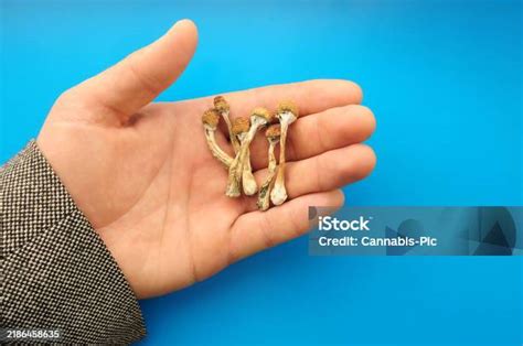 Psilocybe Cubensis 푸른 배경에 남자의 손에 버섯 실로시빈 환각 마법 버섯 황금 교사 평면도 평면도 마이크로 도징 개념 갈색에 대한 스톡 사진 및 기타 이미지