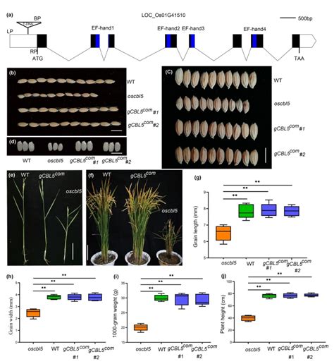 何玉池团队在水稻籽粒大小调控机制研究中取得重要进展 湖北大学生命科学学院
