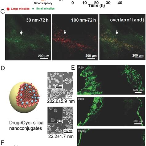 Effect Of Particle Size On Nanoparticle Accumulation And Penetration In Download Scientific