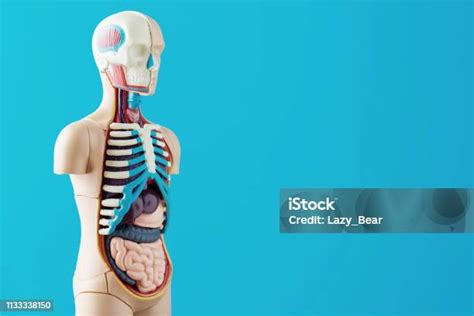 파란색 배경에 내부 장기와 인간의 신체의 해부학 모델입니다 해부학 몸체 마네킹 모형에 대한 스톡 사진 및 기타 이미지 모형 사람 뇌 인체 Istock