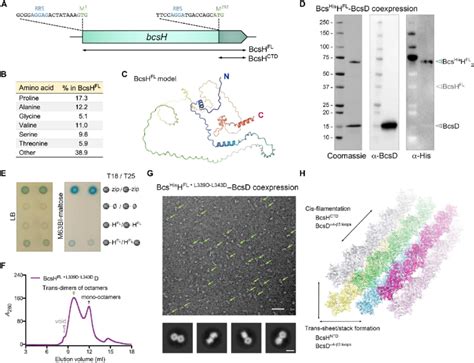 Examples Of Macromolecular Assemblies At Charles Rolle Blog