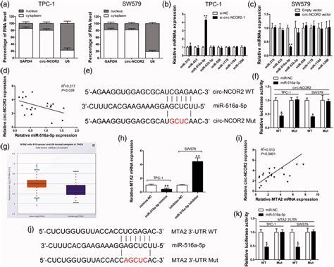 Circ Ncor2 Sponges Mir 516a 5p To Elevate Mta2 Expression A Qrt Pcr Download Scientific