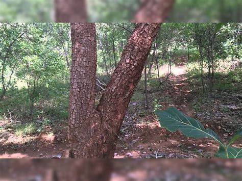 Tree Worship Benefits इन वृक्षों में होता है देवताओं का वास जानें किस पेड़ की पूजा से पूरी