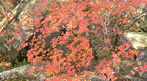 PORTAL WOMENS OUTDOOR COMMUNITY 紅葉の大崩山 宮崎県延岡市 PORTAL ポータル