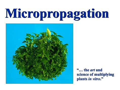 Ppt Micropropagation Powerpoint Presentation Free Download Id5401825