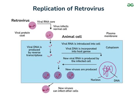 Retrovirus Geeksforgeeks