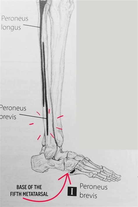 The Hip Joint Fibularis Brevis A Lower Leg Muscle