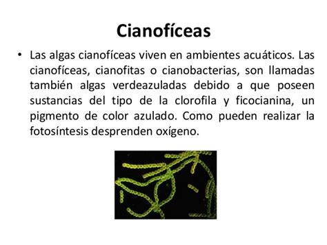 Algas Cianofitas Las Cianobacterias Antiguamente Llamadas Algas