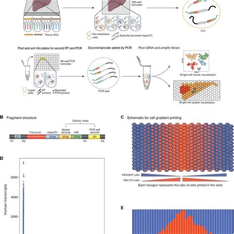 XYZeq Enables Single Cell And Spatial Transcriptome Profiling