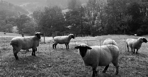 Accessibility Testing With Pa11y Ci Mathias Polligkeit