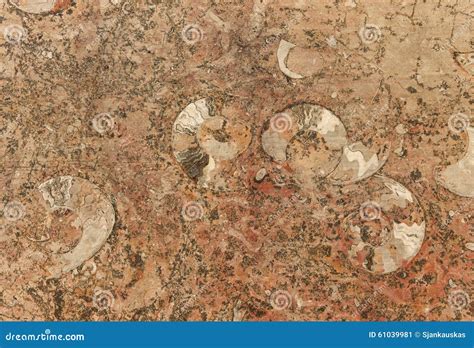 Stone Fossil Background Texture Stock Image 61039981 Stone Fossil Background Texture Stock Image 61039981