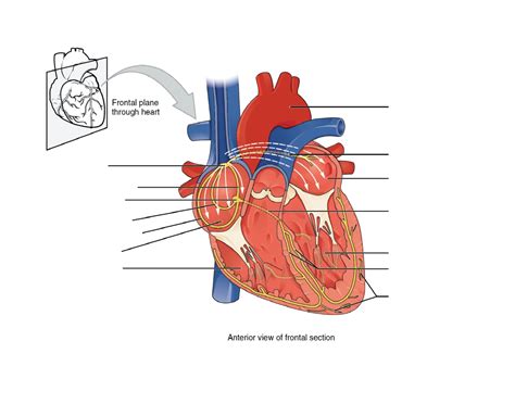 Bsci202 Intrinsic Conduction Of The Heart Quiz