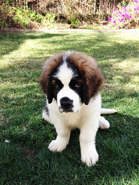 St Bernard Puppy Weight Chart Puppy Growth Chart Phylaé Saint