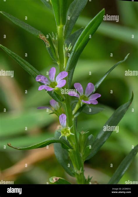 Grass Poly Lythrum Hyssopifolium In Flower In Damp Grassland Stock