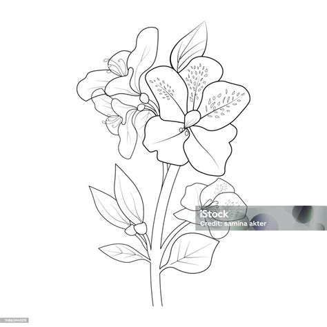 Outline Azalea Drawing Botanical Azalea Drawing The National Flower Of