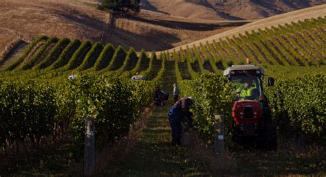 Tivoli Wines Meets Kevin And Kimberley Judd Of Greywacke Tivoli Wines