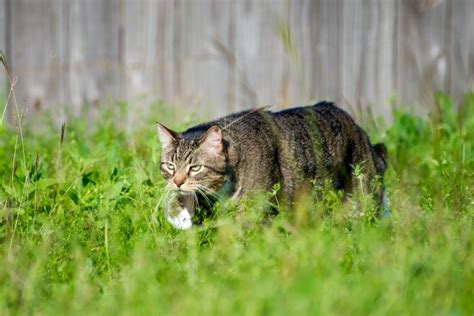 Cat Hunting Behavior Your Comprehensive Guide