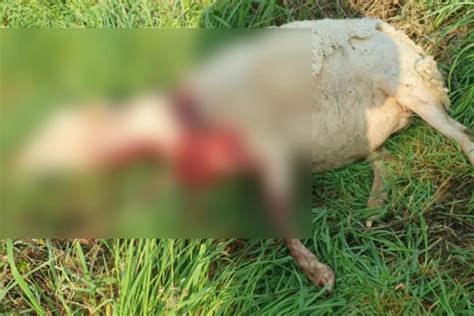 Pyrénées Atlantiques Une Attaque Mortelle Du Loup En Plein Cœur Dun
