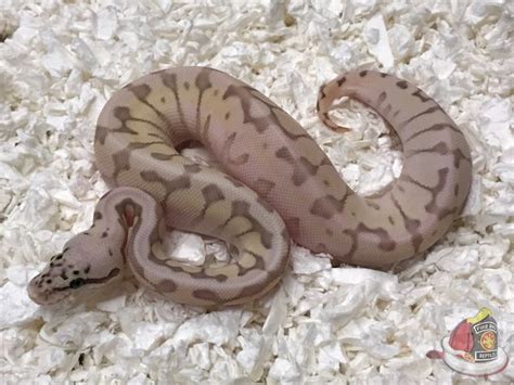 Queenbee Yellowbelly Ball Python By Fireball Reptiles Morphmarket