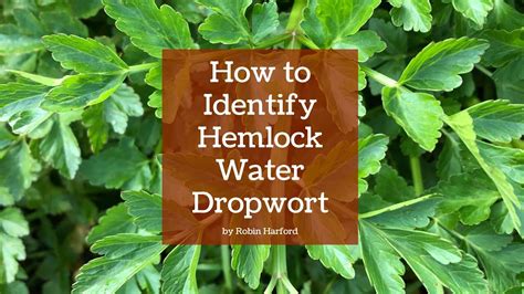 How To Identify Water Hemlock