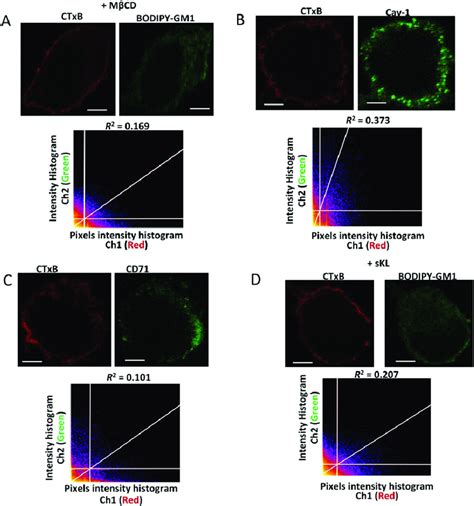 Fig S1 A D Representative Images And Pearsons Coefficient Showing Download Scientific