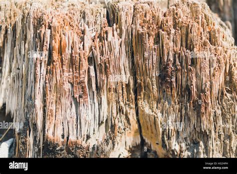 Textured Tree Stump Stock Photo Alamy