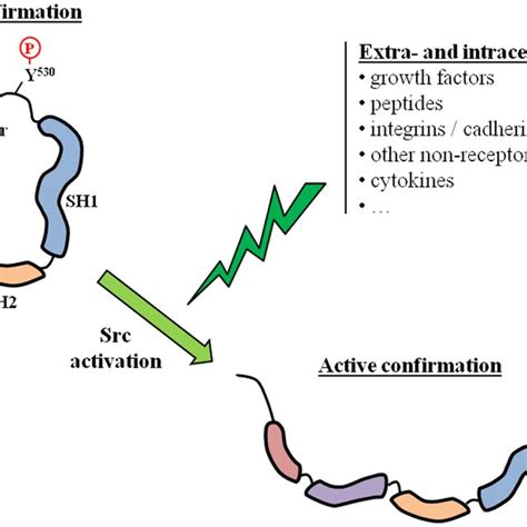 Reciprocal Activation Of Src And The Androgen Receptor Through Direct