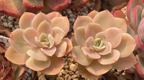 걸이대다육이 파스텔 색감이 너무 이쁘게 들었네요 아마빌레는 핑크색 실크베일은 오랜지색 연봉은 피멍으로 너무 이뻐요~~~~~💕 Youtube