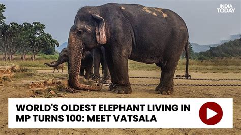 Worlds Oldest Elephant Living In Mp Turns 100 Guinness World Records