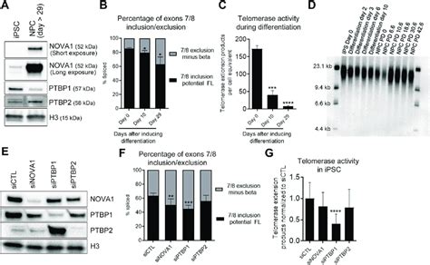 Nova1 Ptbp1 Ptbp2 Axis Regulates Tert Splice Variant Expression In Download Scientific Diagram