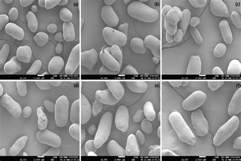 Scanning Electron Microscopy Micrographs Of Native And Modified Starch