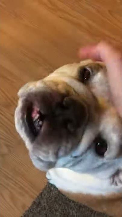 The Return Of The Chunkis Pupper Youtube