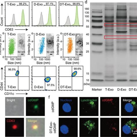 Preparation And Characterization Of Dt‐exo‐sting A Flow Cytometry