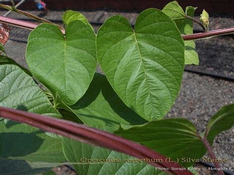 Operculina Alchetron The Free Social Encyclopedia