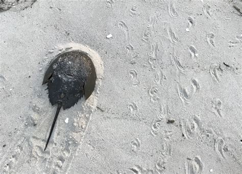 Delaware Bay S Spring Sex Party WHYY