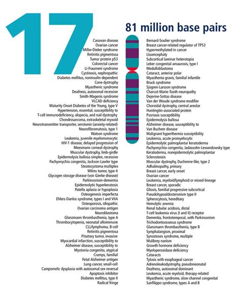 Human Genome Genome Project Chromosome