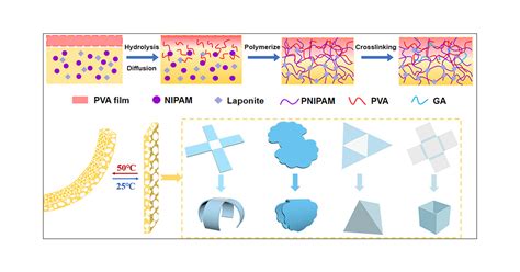 Polymer Membrane Hydrolysis Diffusion Induced Anisotropic Hydrogel Actuator With Fast Response