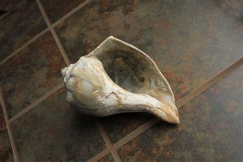 Atlantic Whelk Shell White Tan And Black Etsy