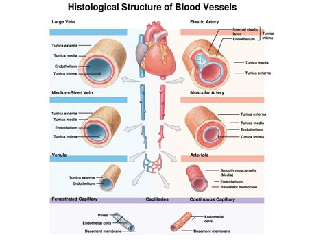 Ppt Blood Vessels Powerpoint Presentation Free Download Id2259021