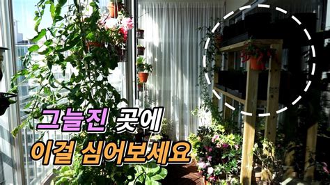 베란다 텃밭정원 그늘진 곳에 이걸 심어보세요 베란다 선반만들기 부지깽이 머위 원추리 명이나물 홈파밍 산나물 키우기