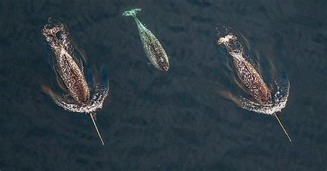 a pod of narwhals album on imgur