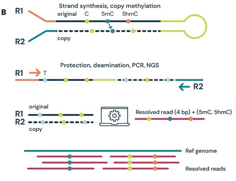 A High Performance Toolkit For Large Scale Analysis Of 5 And 6 Base Genomes Biomodal