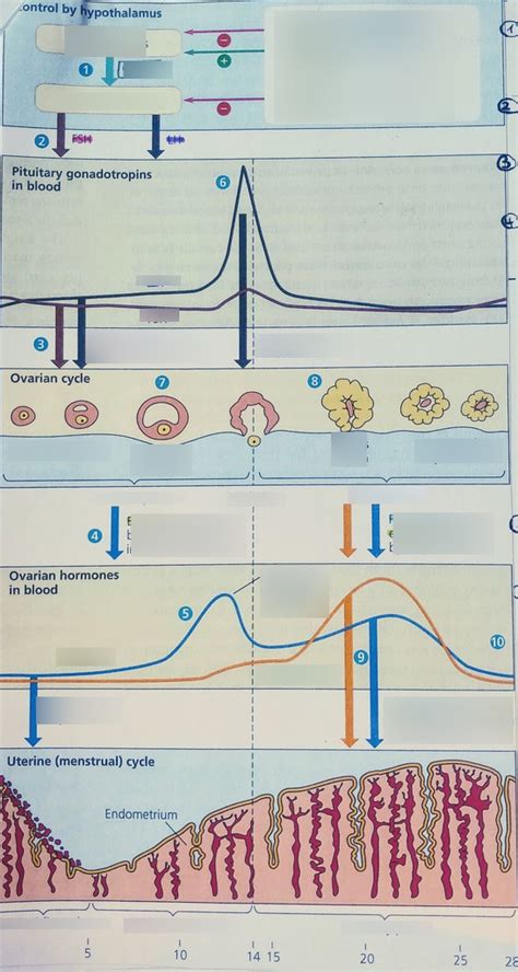Histology Mcqs Rur ♀ Reproductive Sys Diagram Quizlet