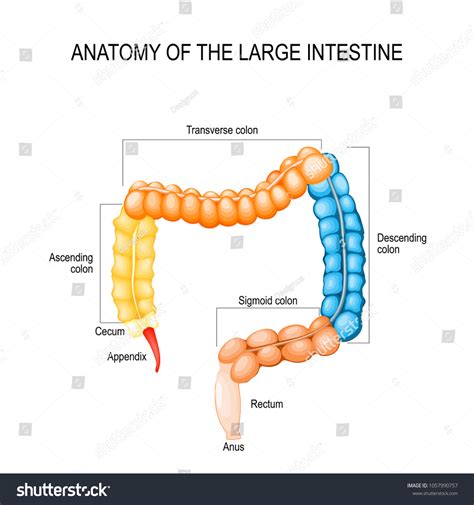 Ascending Colon Anatomy