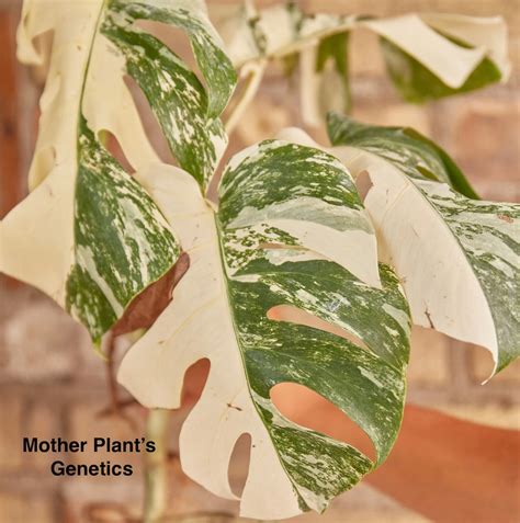 Monstera Albo Node Rooted Variegated Monstera Albo Rooted Node Rooted